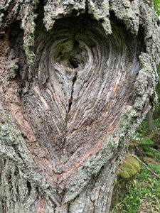 Heart of the Forest - The Monday Morning Memo